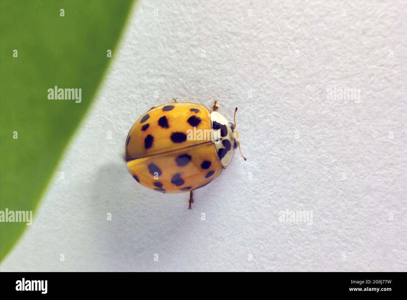Mise au point sélective, vue de dessus, macro gros plan d'un insecte de ...