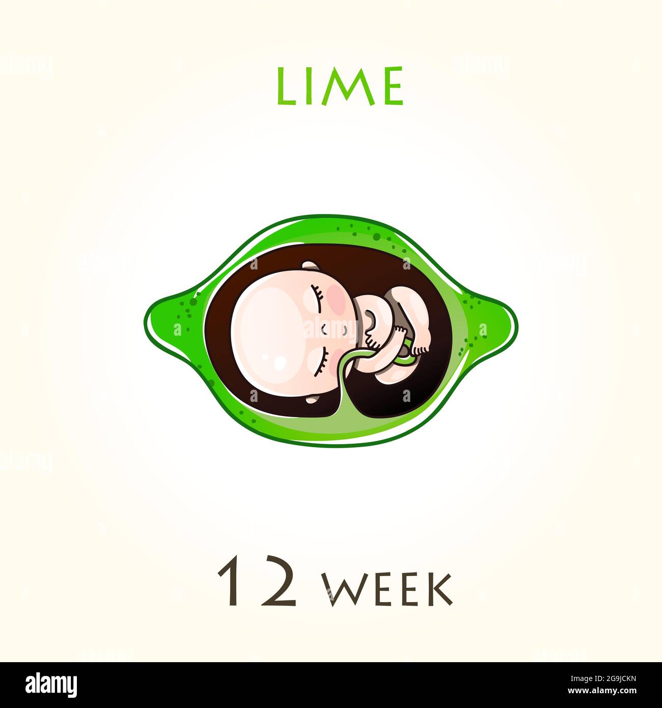 Fetus 12 weeks Banque d'images vectorielles - Alamy