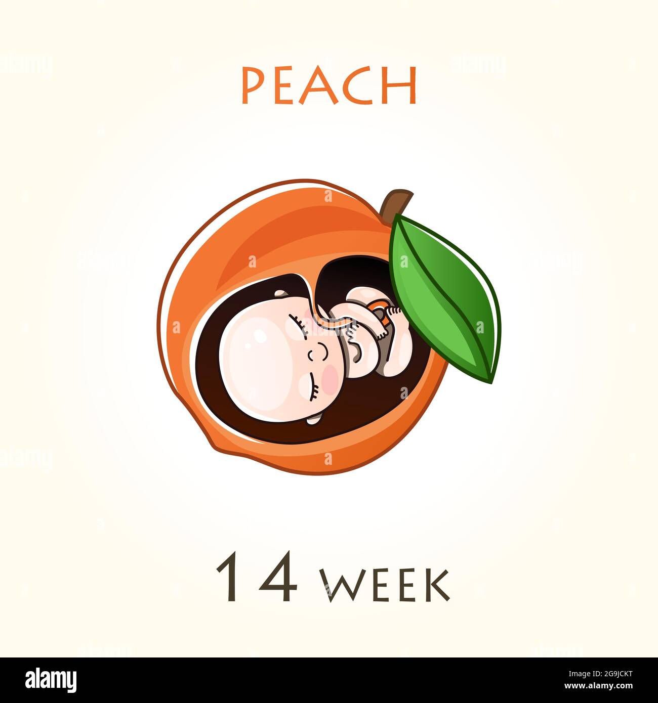 Etapes de grossesse Banque d'images vectorielles - Page 3 - Alamy