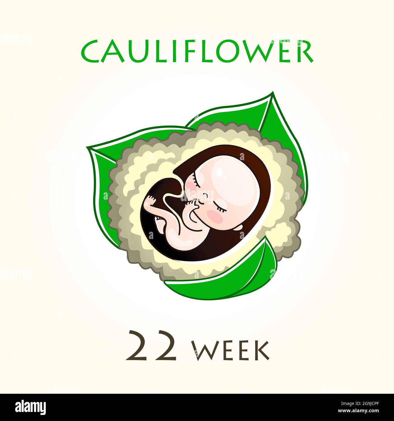 Stades de développement de la grossesse, la taille de l'embryon pendant ...