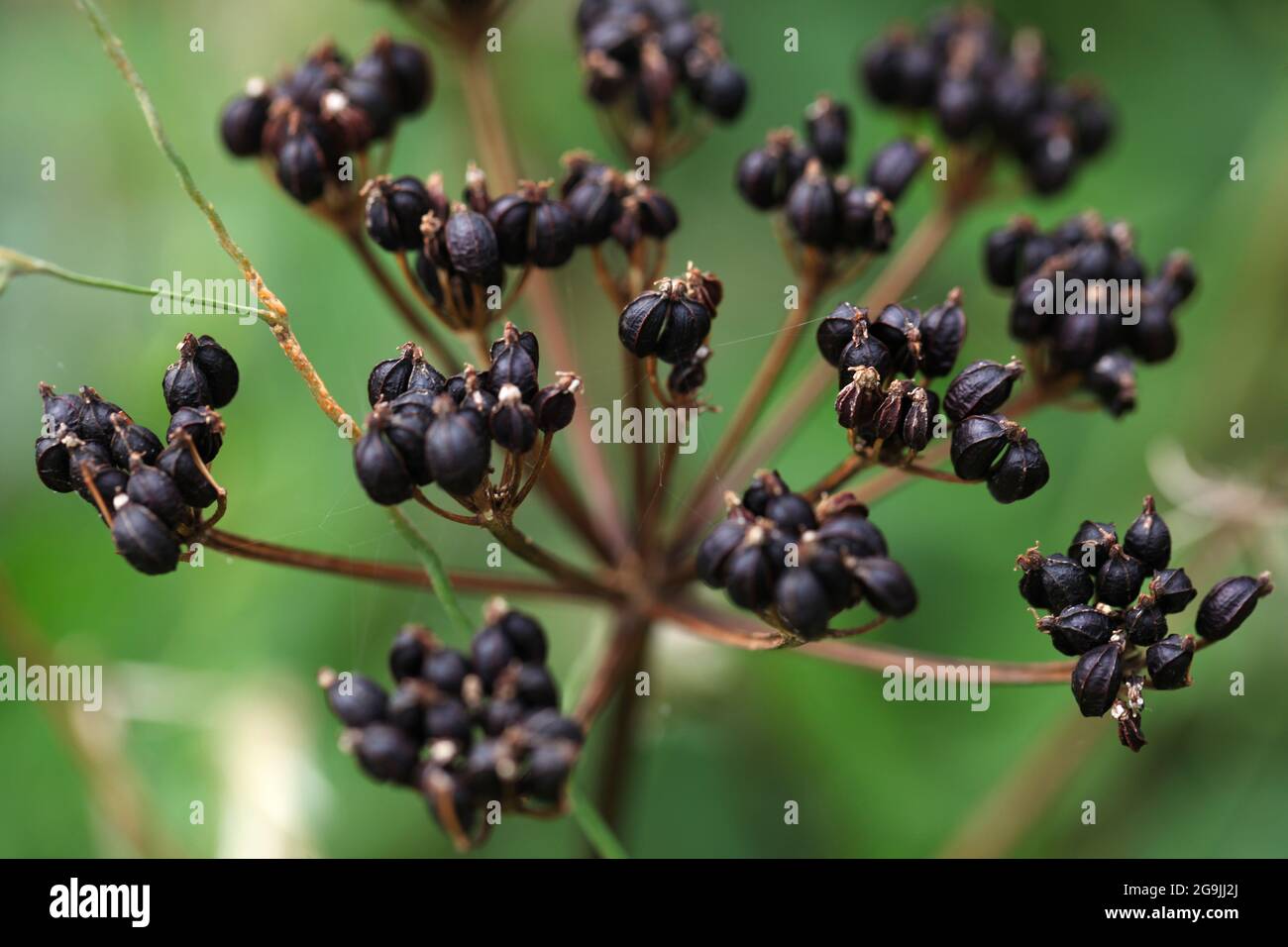 Black lovage Banque de photographies et d’images à haute résolution - Alamy