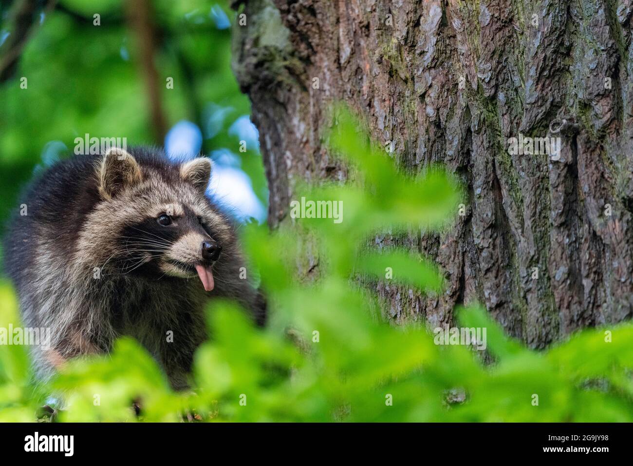 Tongue out raccoon Banque de photographies et d’images à haute ...