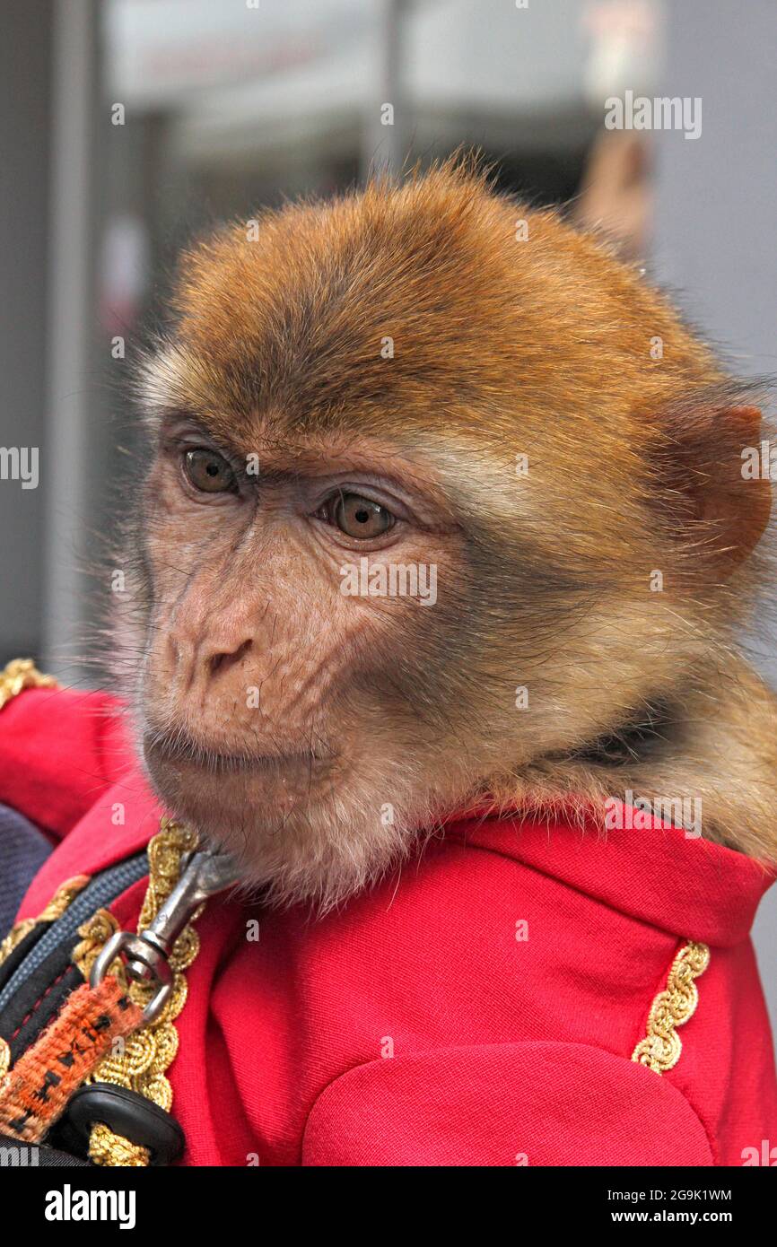 Singe de cirque Banque de photographies et d’images à haute résolution ...