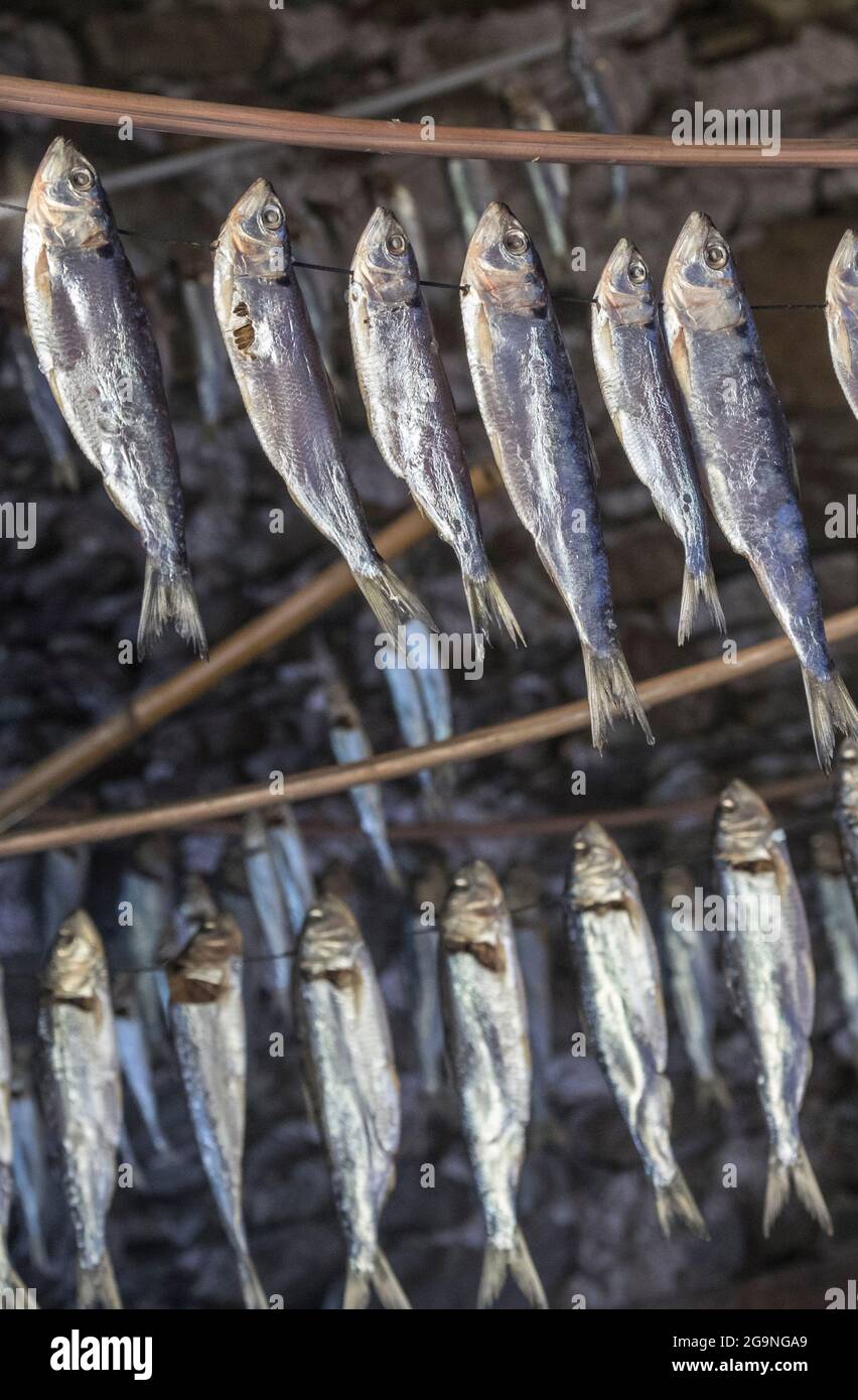Poisson Agoni, poisson typique du lac de Côme, Bellano, Lac de Côme ...
