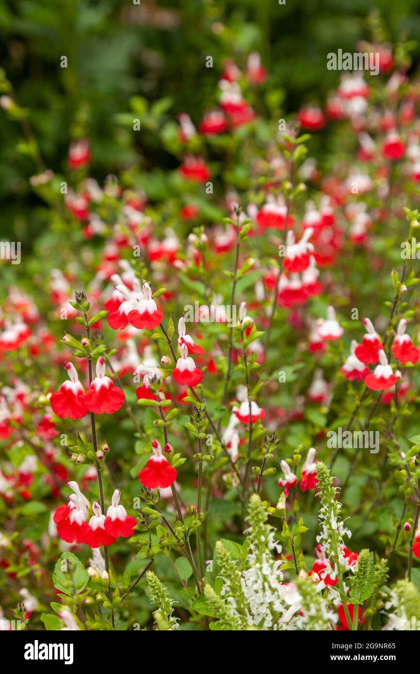 Salvia microphylla Banque de photographies et d’images à haute ...