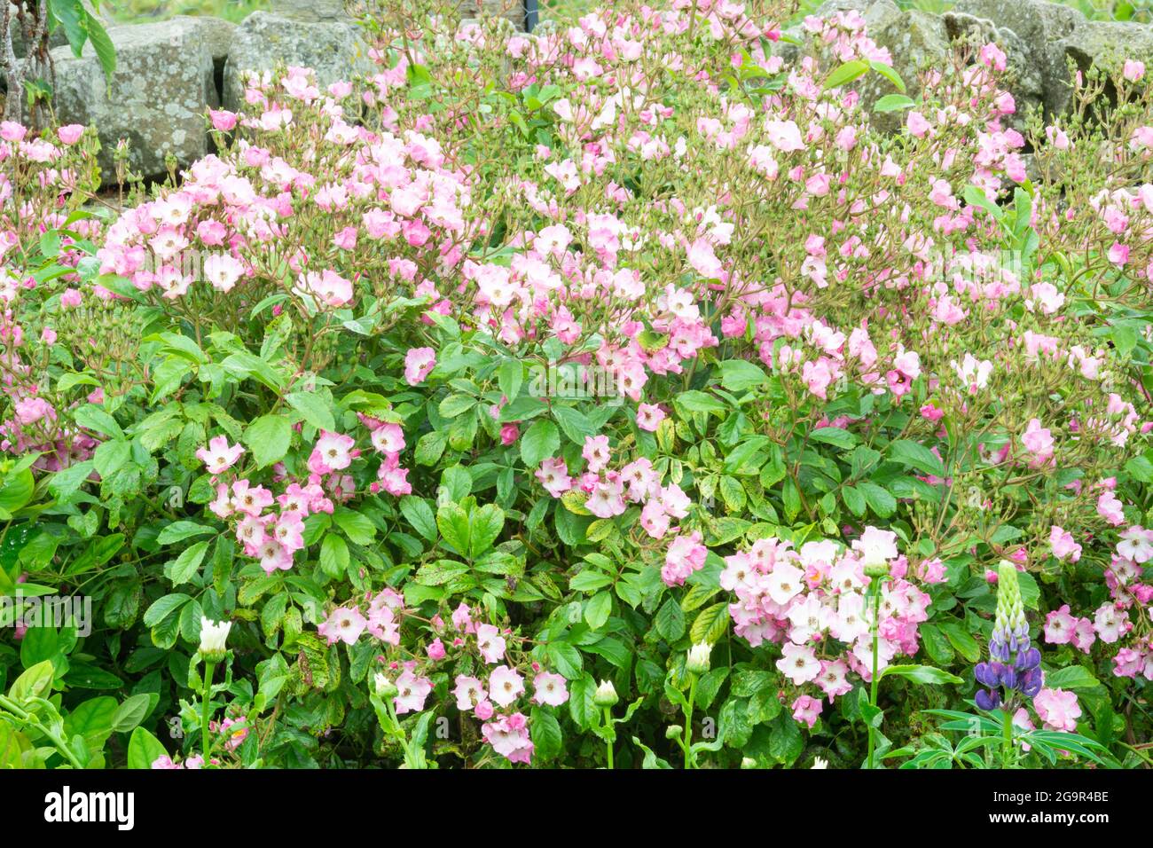 Rosa ballerina Banque de photographies et d’images à haute résolution ...