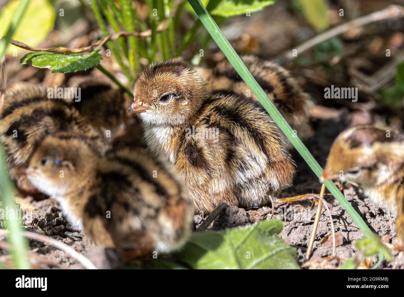 California caille head Banque de photographies et d’images à haute ...