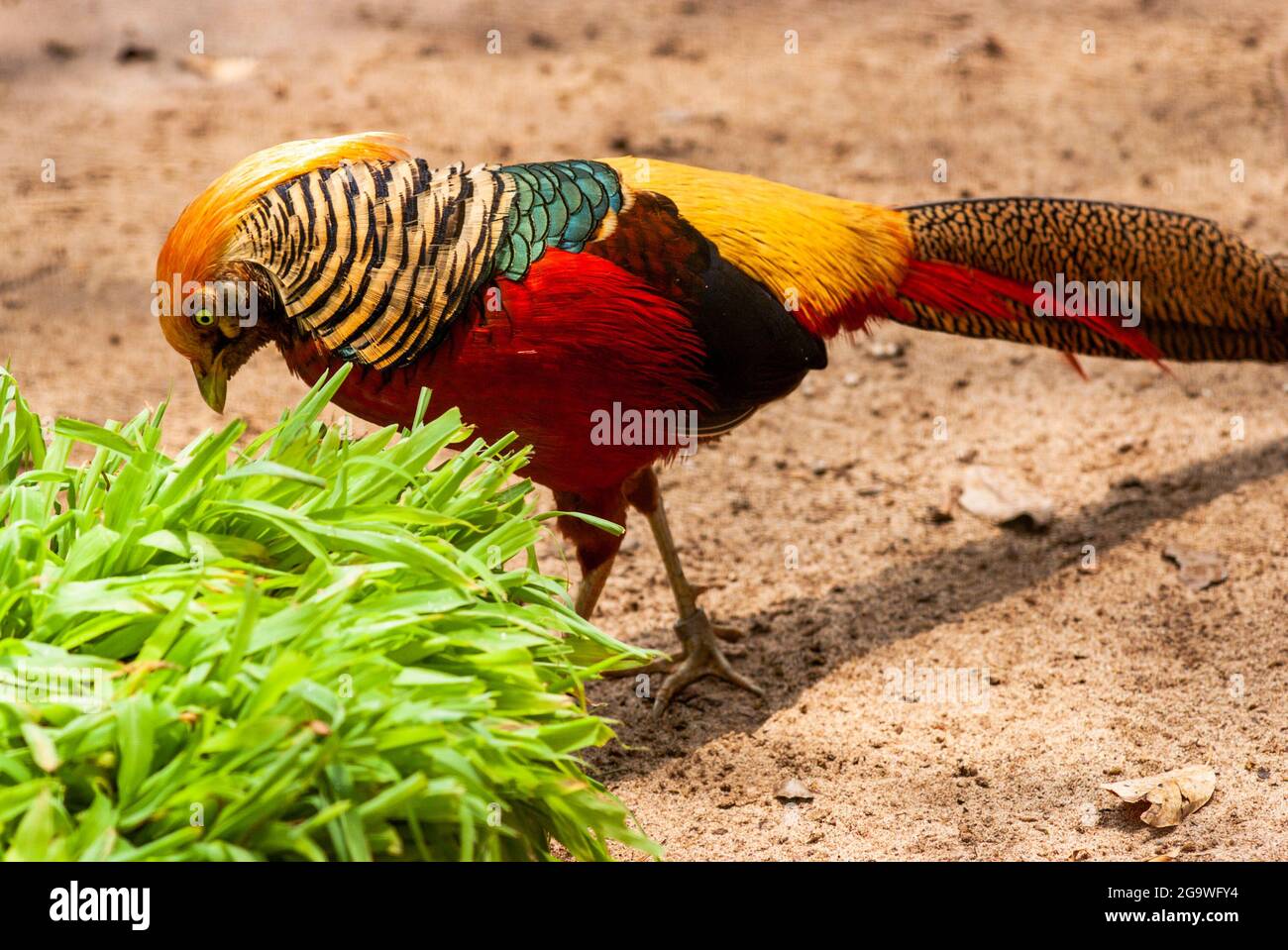 Faisan arc en ciel Banque de photographies et d’images à haute ...