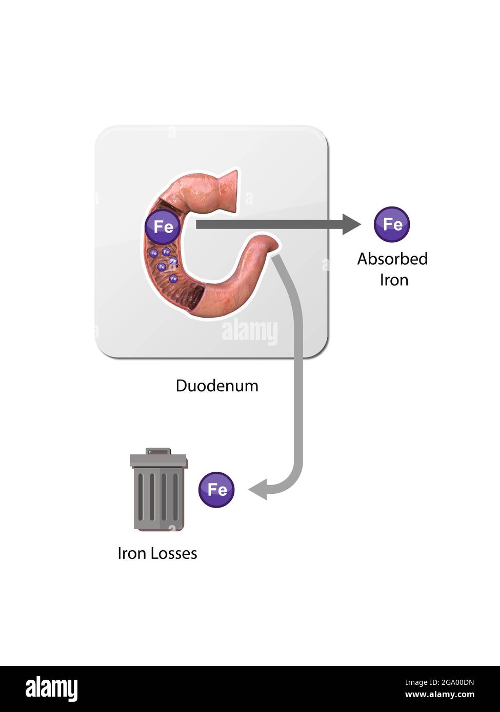 Métabolisme du fer. Du foie, de l'intestin et de la rate. Circulation ...