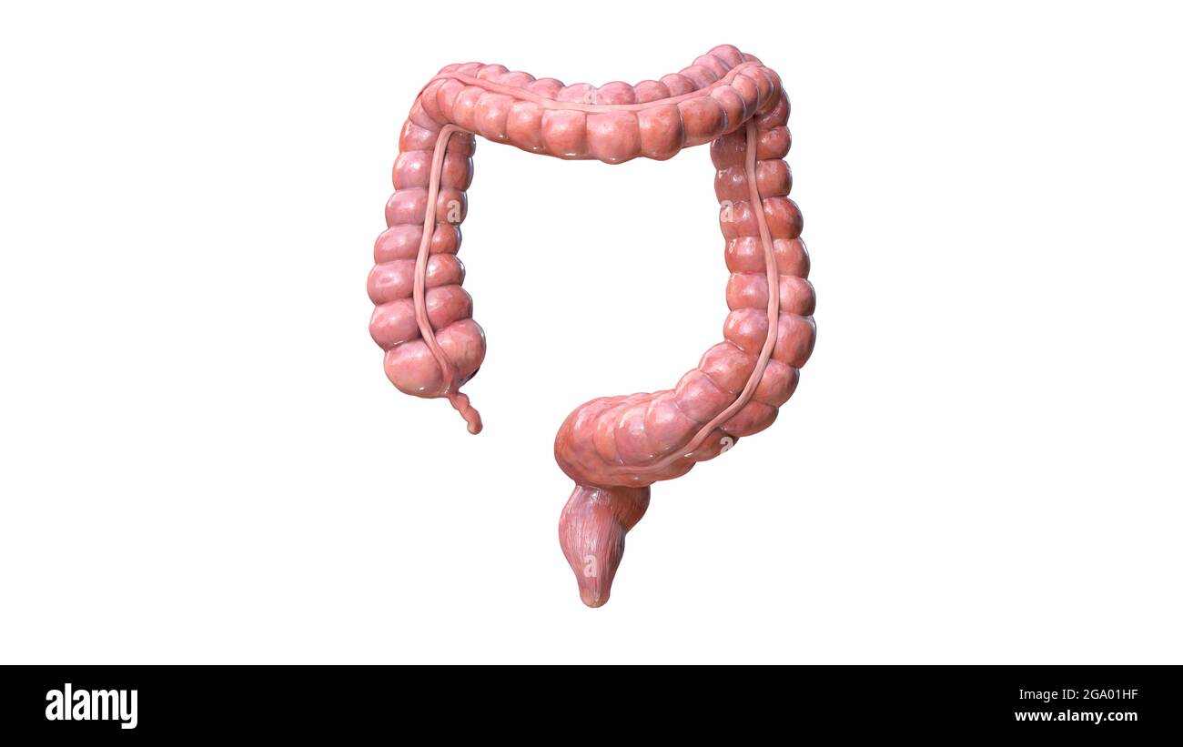 Anatomie du côlon sur fond blanc, rendu 3d, illustration Photo Stock ...