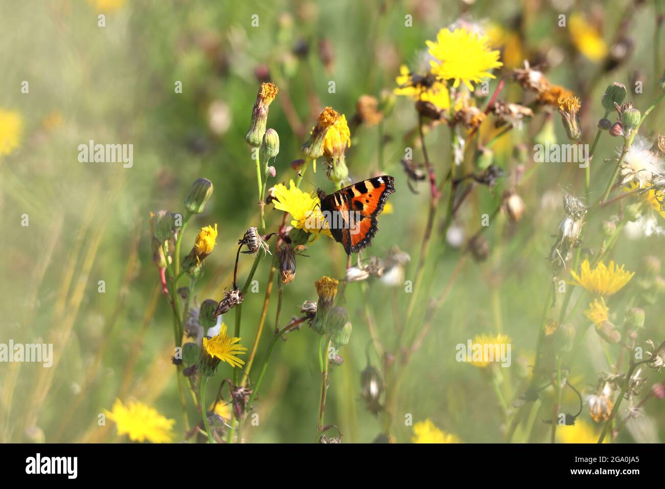 Algue bleue cyanobactéries Banque de photographies et d’images à haute ...