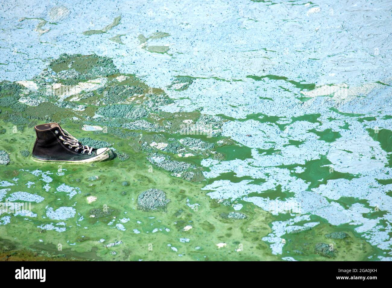 Algue bleue cyanobactéries Banque de photographies et d’images à haute ...