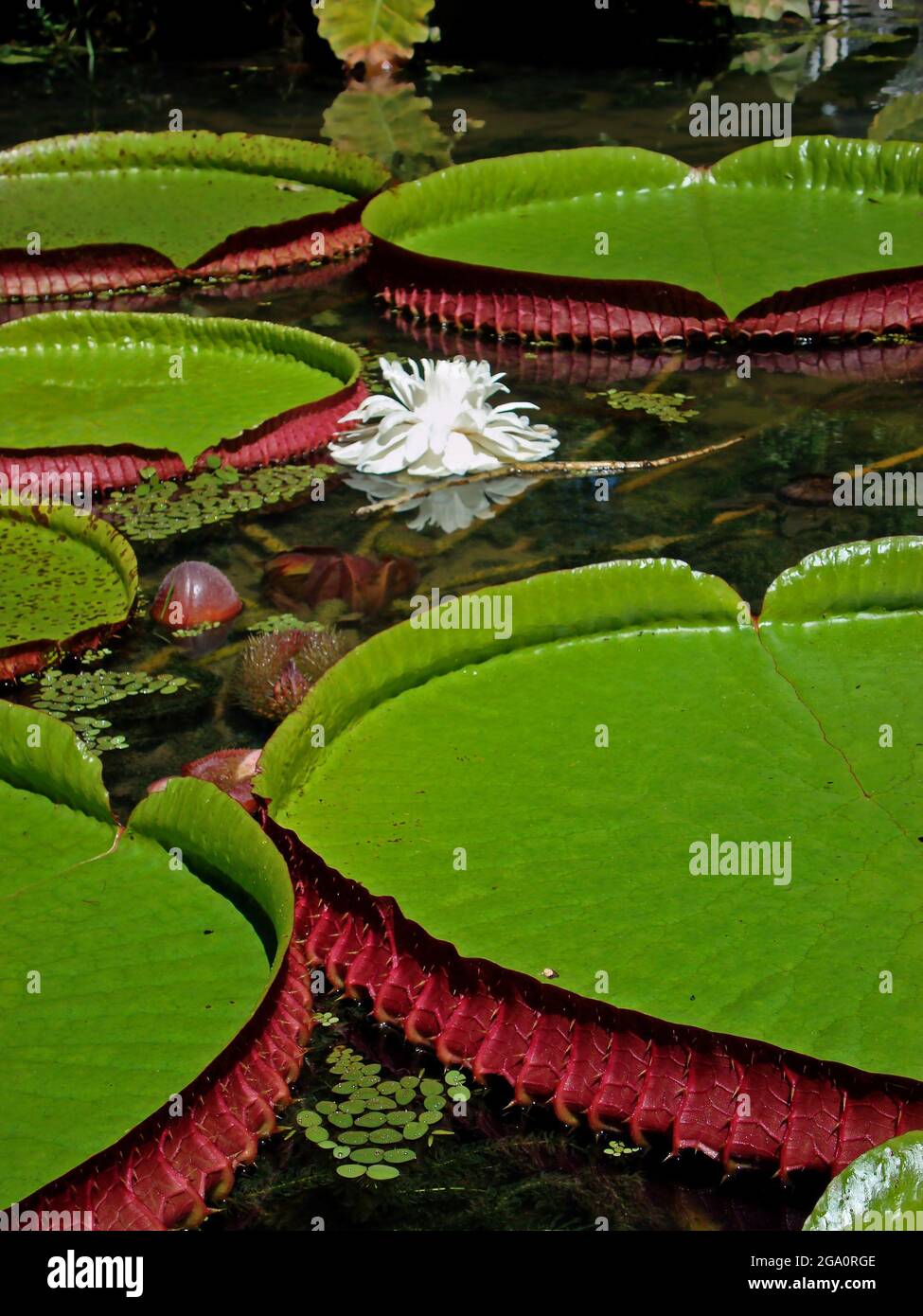 Plante aquatique amazonienne Banque de photographies et d’images à ...