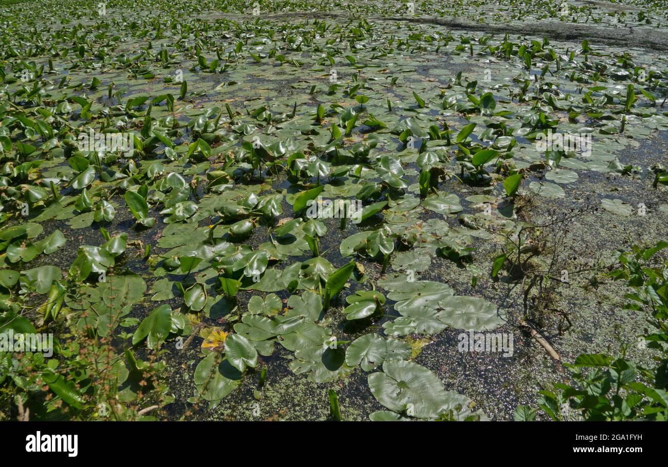 Dechets agricoles Banque de photographies et d’images à haute ...