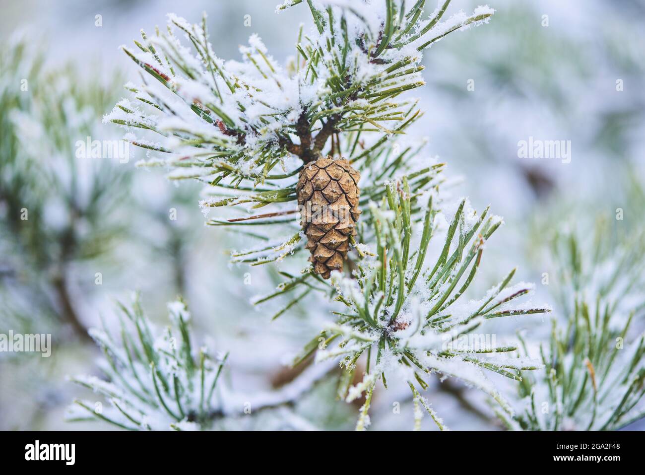 Pinus sylvestris cone Banque de photographies et d’images à haute ...