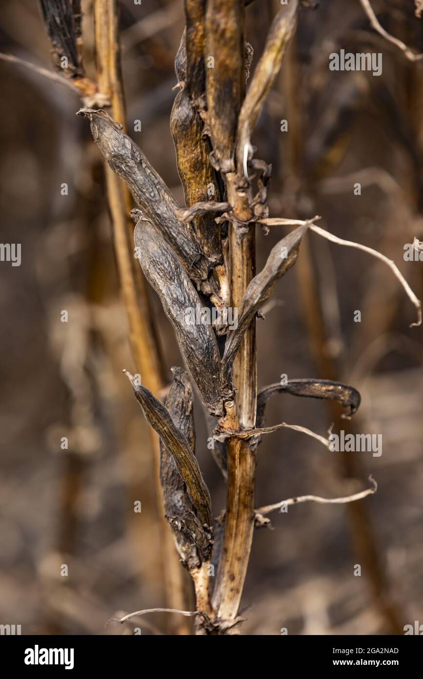 Gros plan d'une seule tige d'une plante de fava haricot (Faba sativa ...