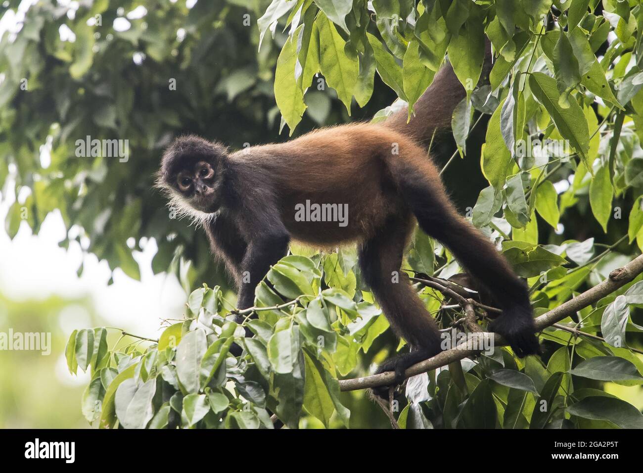 Portrait d'un singe araignée de Geoffroy (Ateles geoffroy) regardant la ...