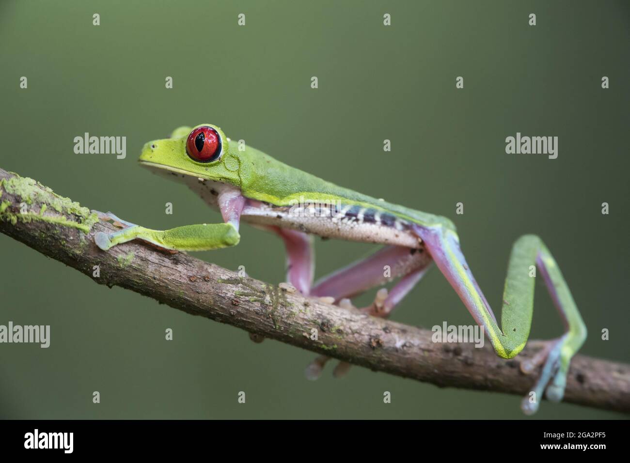 La grenouille à œil rouge (Agalychnis callidryas) monte une branche d ...