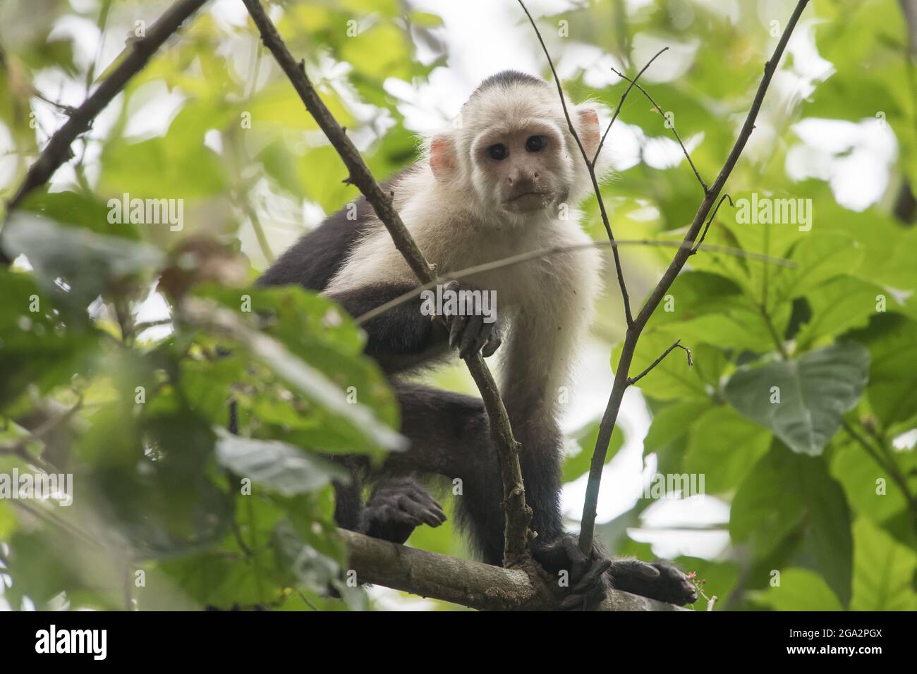 Gros plan d'un singe capucin à tête blanche (Cebus capucinus) grimpant ...
