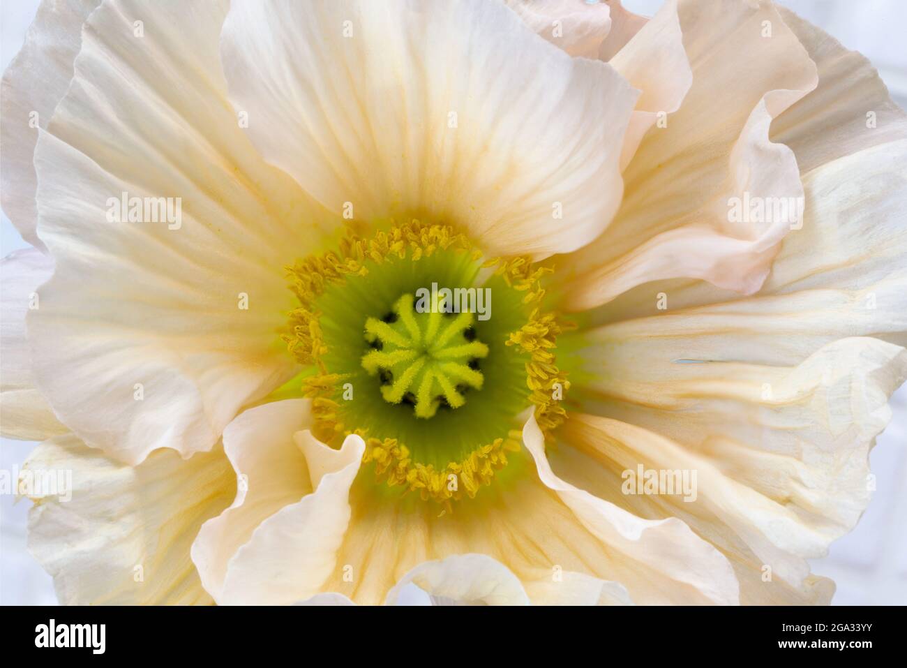 Anatomie des plantes à fleurs Banque de photographies et d’images à ...
