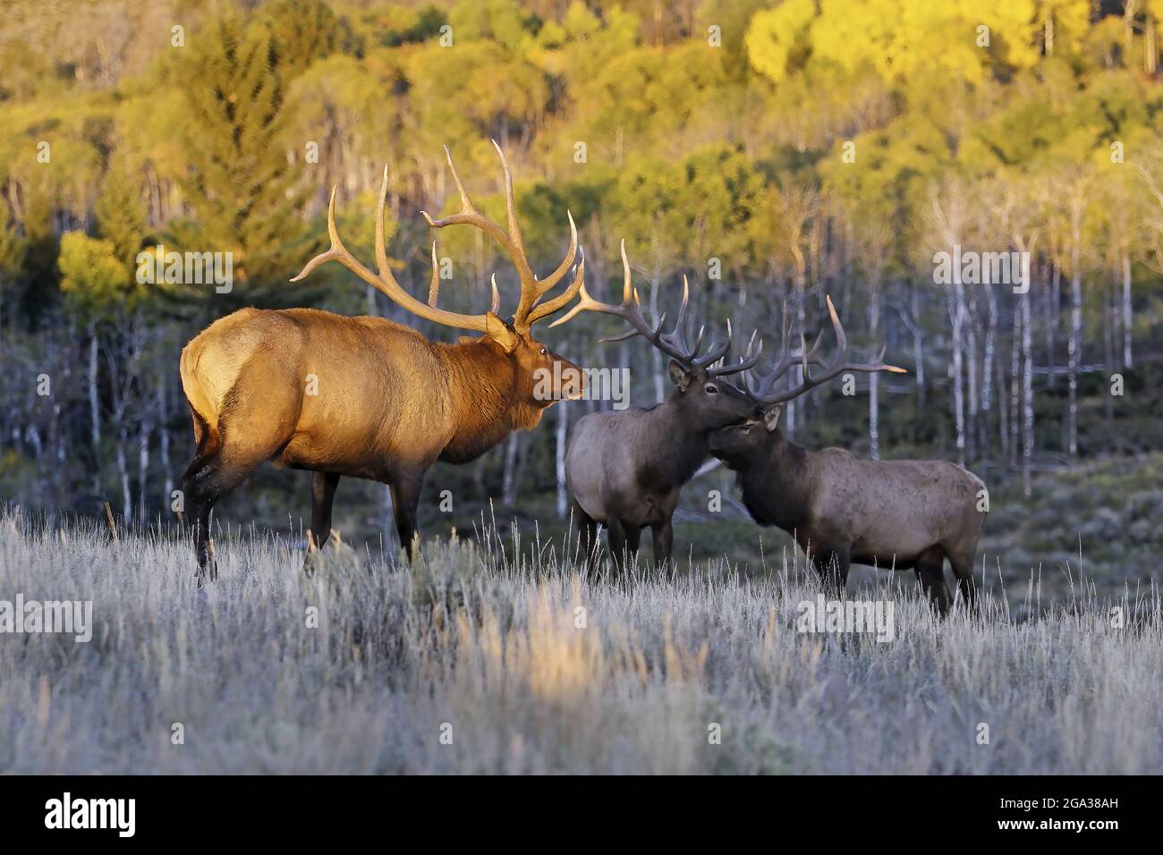 Vache accouplement avec taureau Banque de photographies et d’images à haute résolution - Page 2 ...