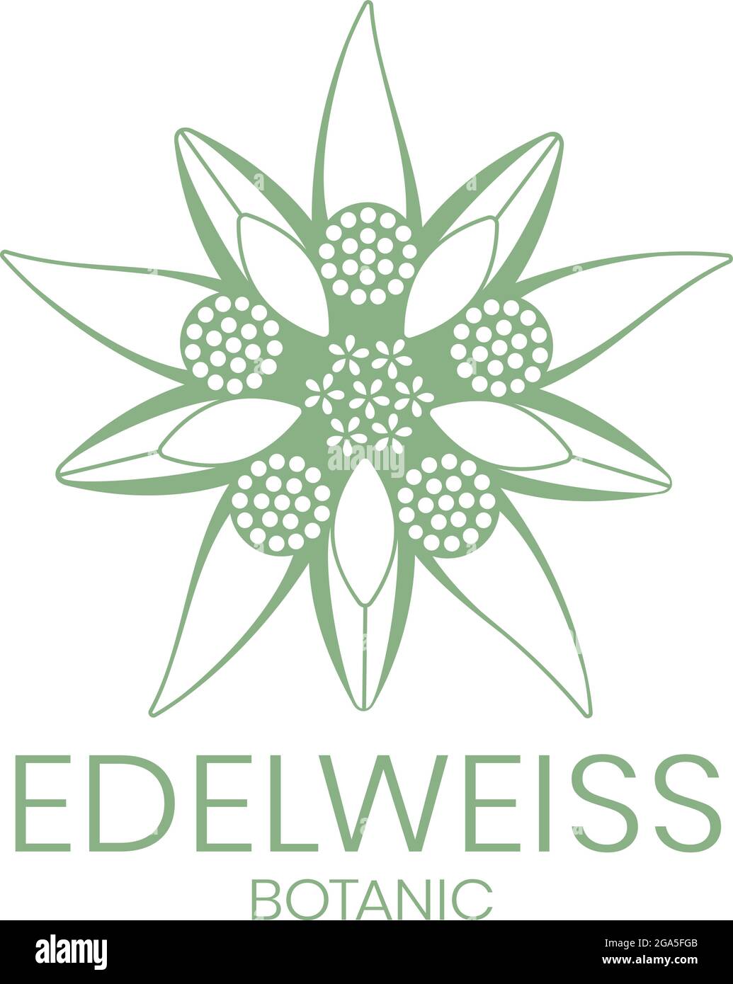 Edelweiss. Logo fleur Edelweiss sur fond blanc. Illustration ...