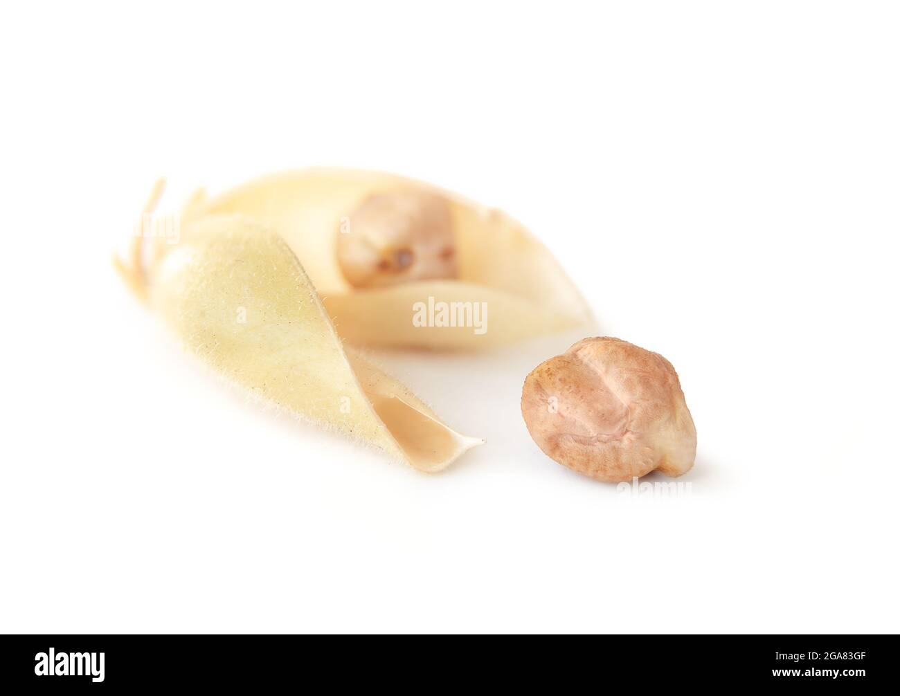 Gousse de pois chiche Banque de photographies et d’images à haute ...