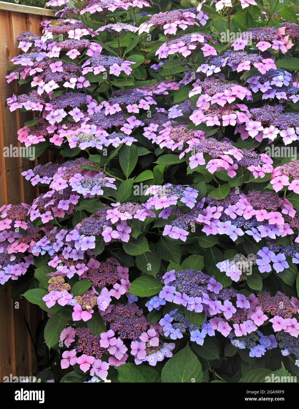 Hydrangea blue wave Banque de photographies et d’images à haute ...