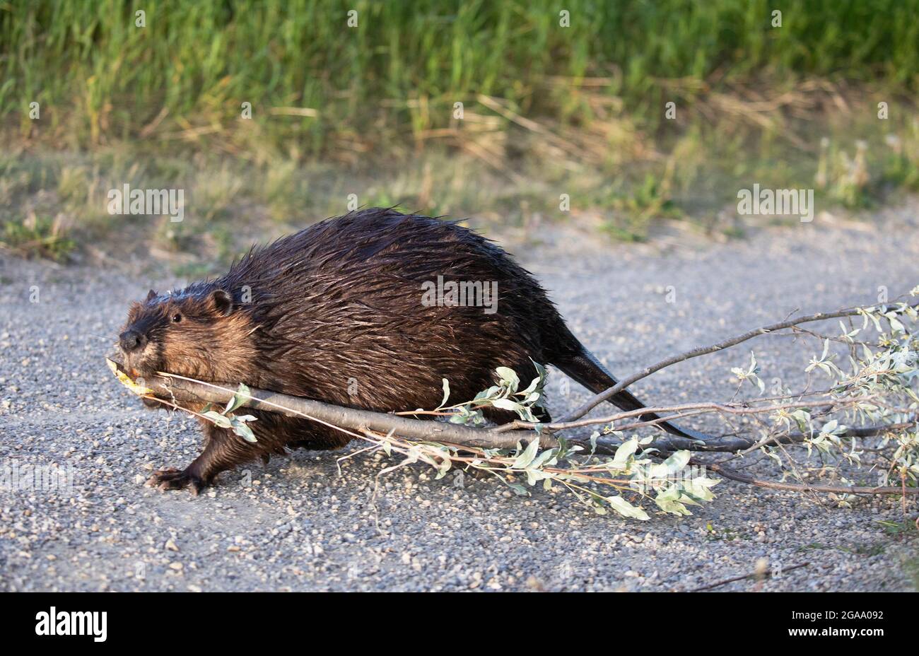 Poissons castors Banque de photographies et d’images à haute résolution ...