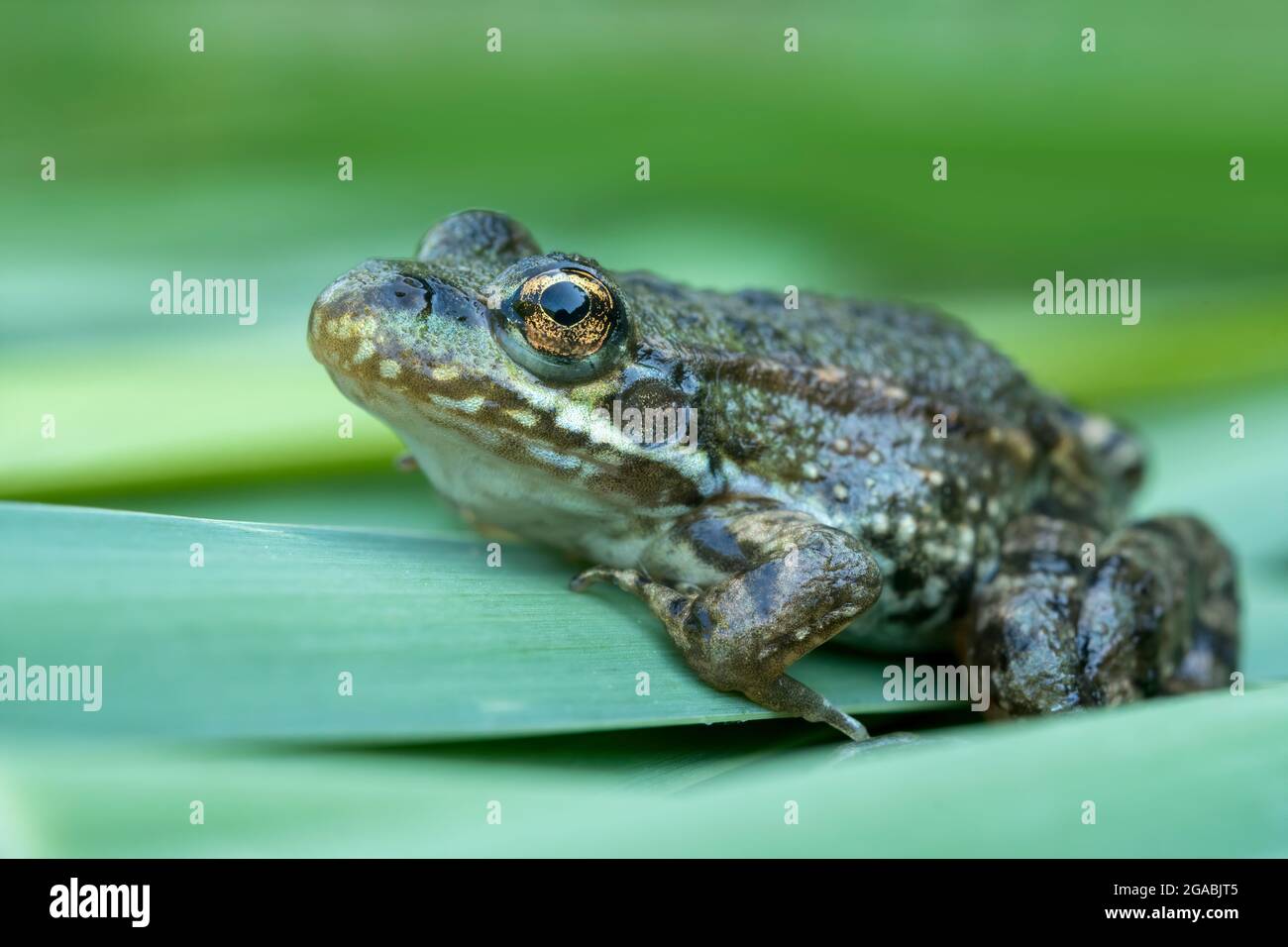 Grenouilles des roseaux Banque de photographies et d’images à haute ...