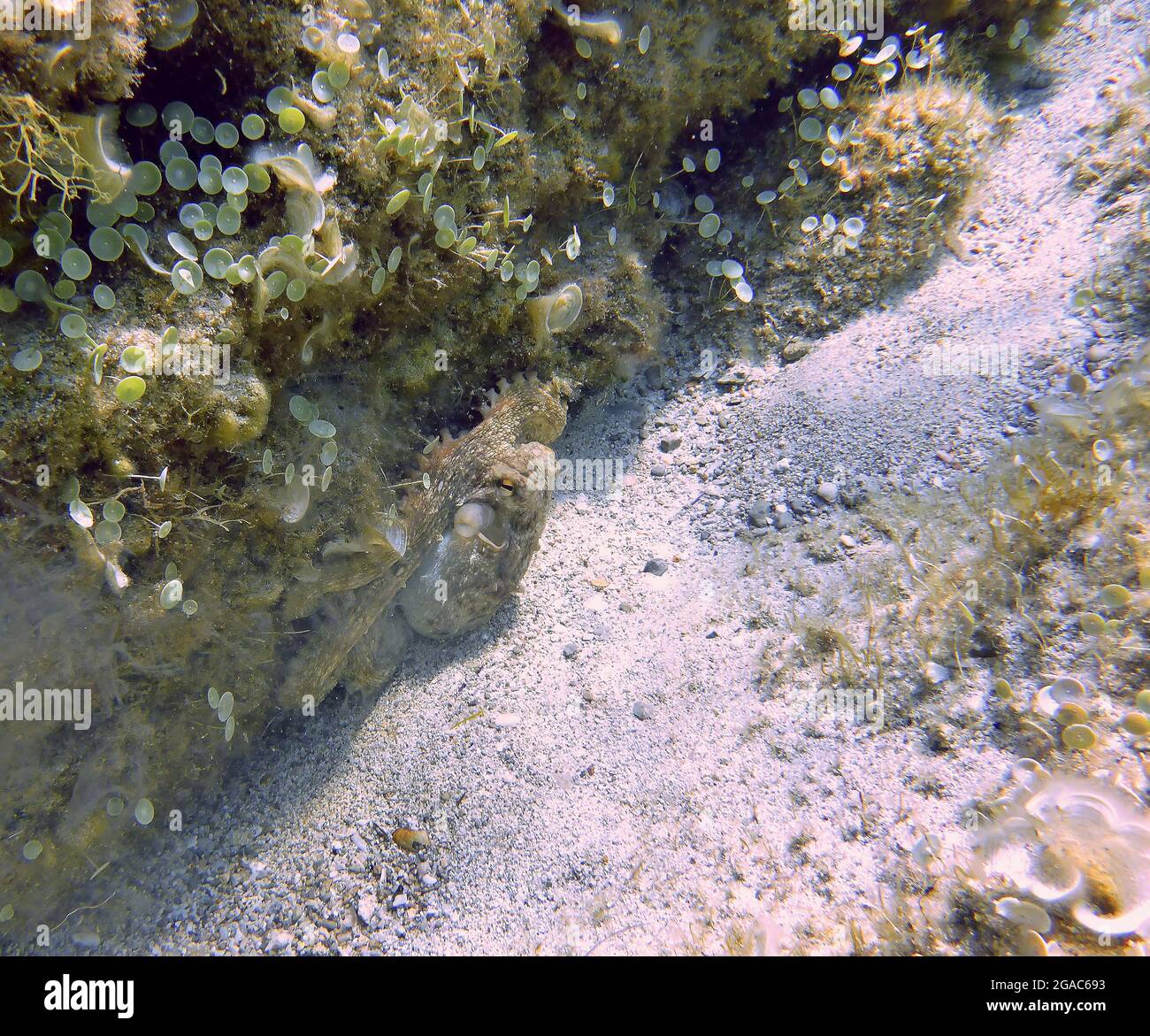 Animal phylum Banque de photographies et d’images à haute résolution ...