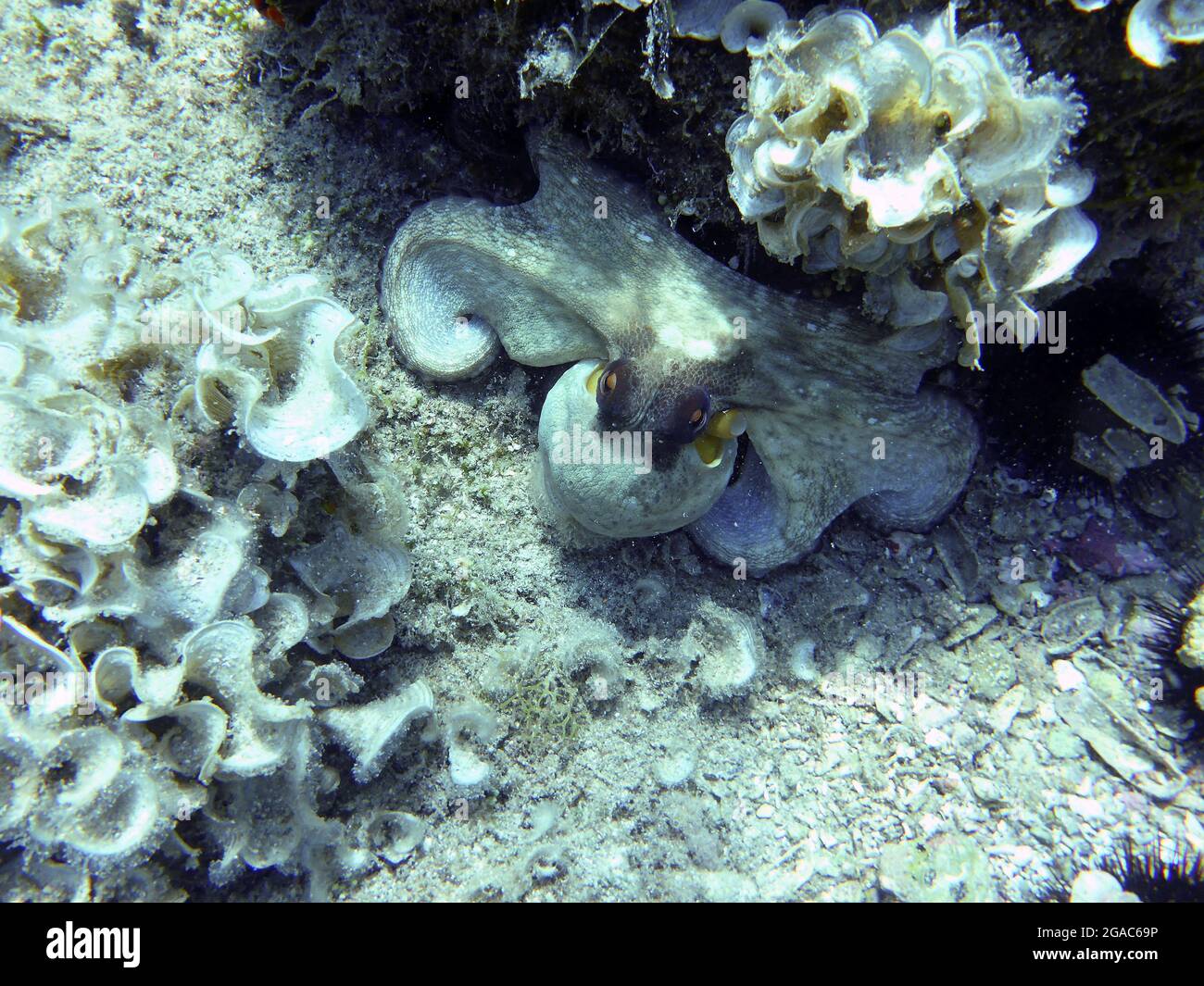 Phylum mollusca Banque de photographies et d’images à haute résolution ...