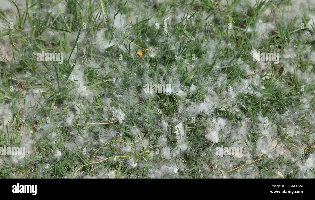 Pollen blanc qui ressemble à des boules de coton tombées d'arbres ...