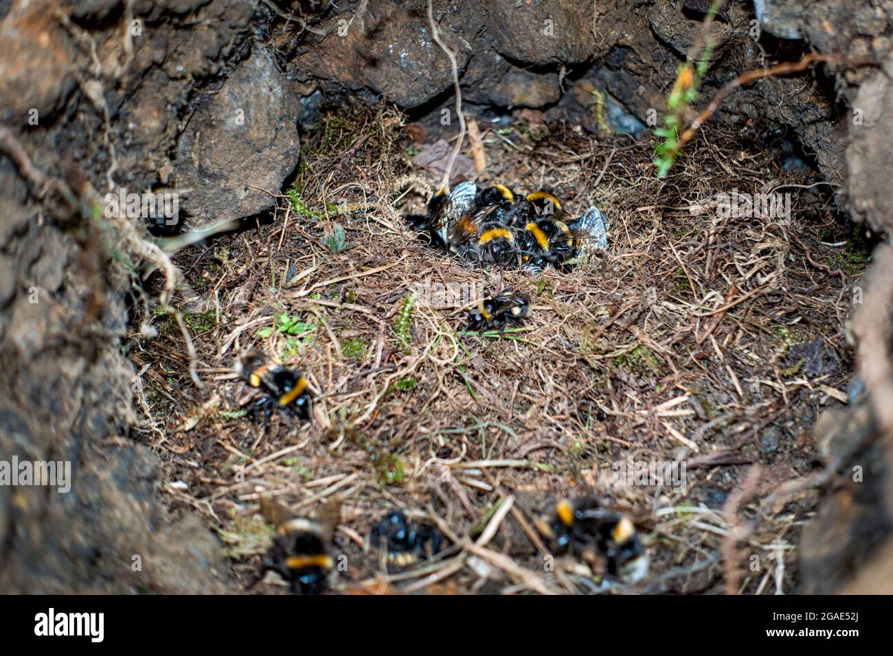 Nid de bourdons Banque de photographies et d’images à haute résolution ...