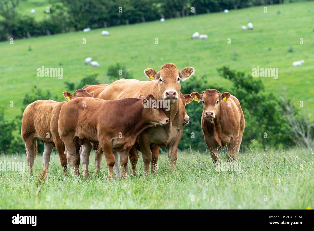 Vache accouplement avec taureau Banque de photographies et d’images à haute résolution - Alamy