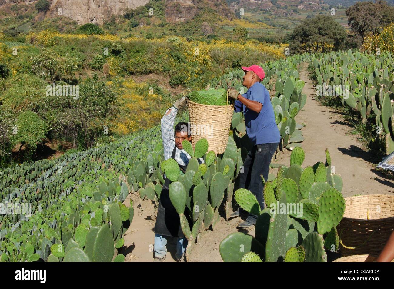 Field of nopal cactus mexico Banque de photographies et d’images à ...