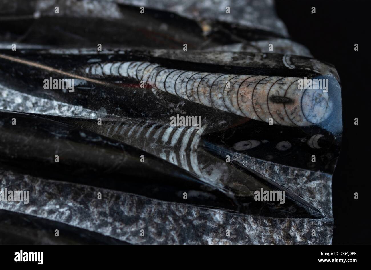 Belemnite du cretacé Banque de photographies et d’images à haute ...