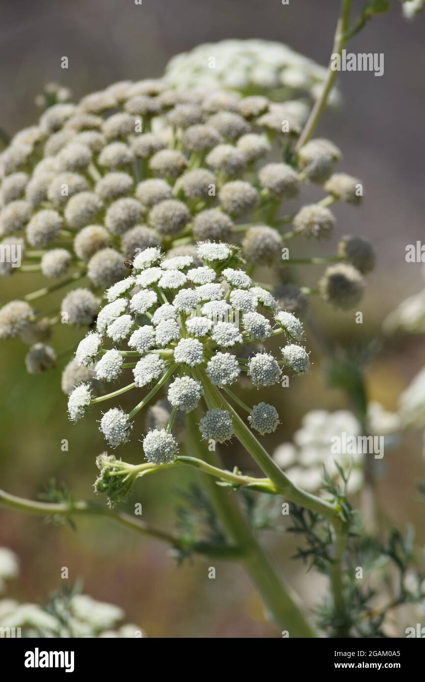 Grande armoise en différentes étapes de floraison Photo Stock - Alamy