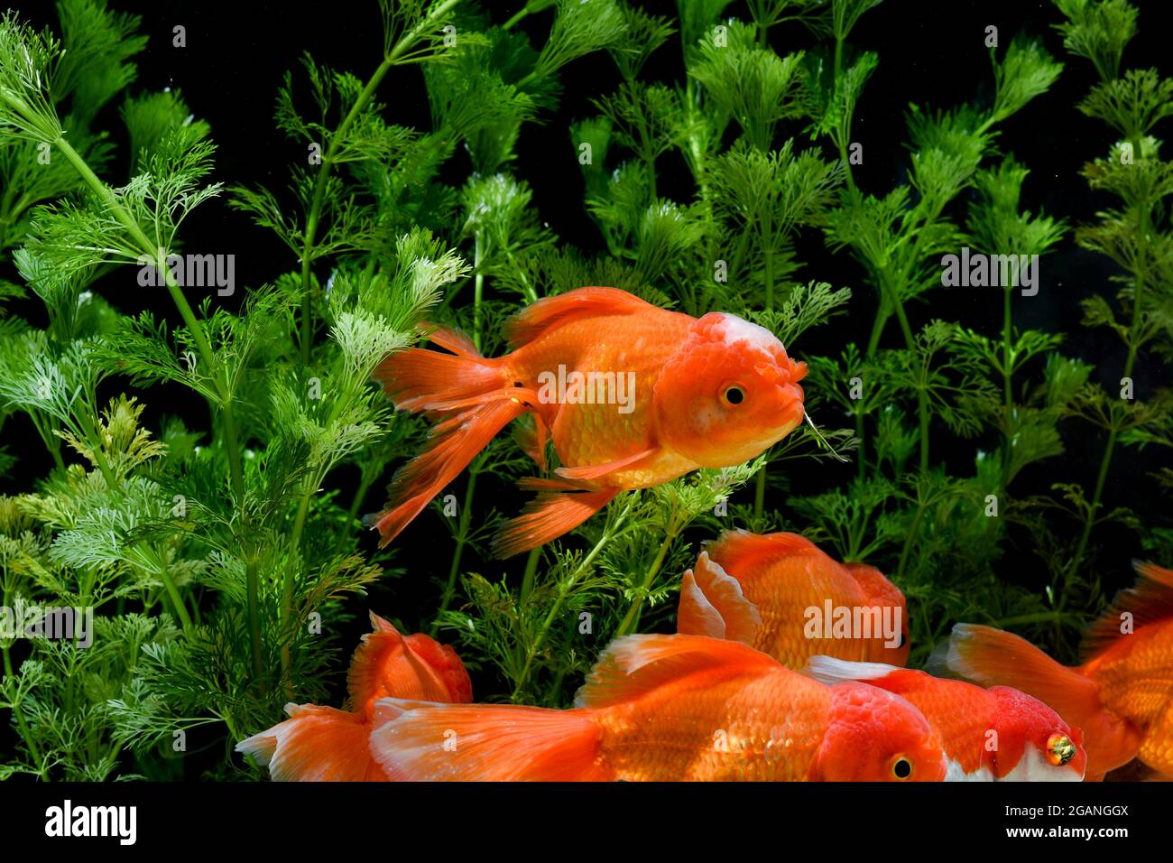 Poisson koki Banque de photographies et d’images à haute résolution - Alamy