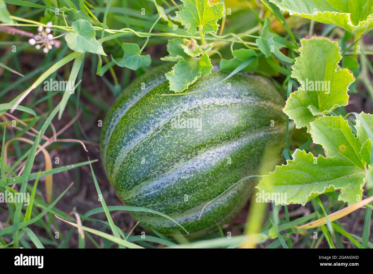 Champ de melon Banque de photographies et d’images à haute résolution ...