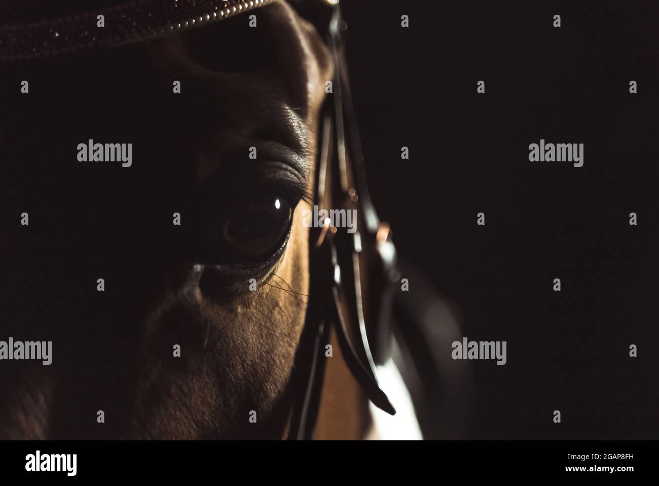 Seal Brown Cheval avec les yeux noirs portant de beaux bijoux sur la ...