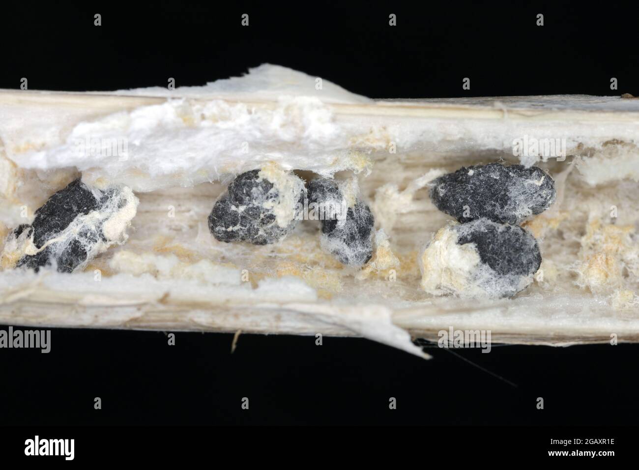 La pourriture de la tige du colza Sclerotinia sclerotiorum sectionné la ...