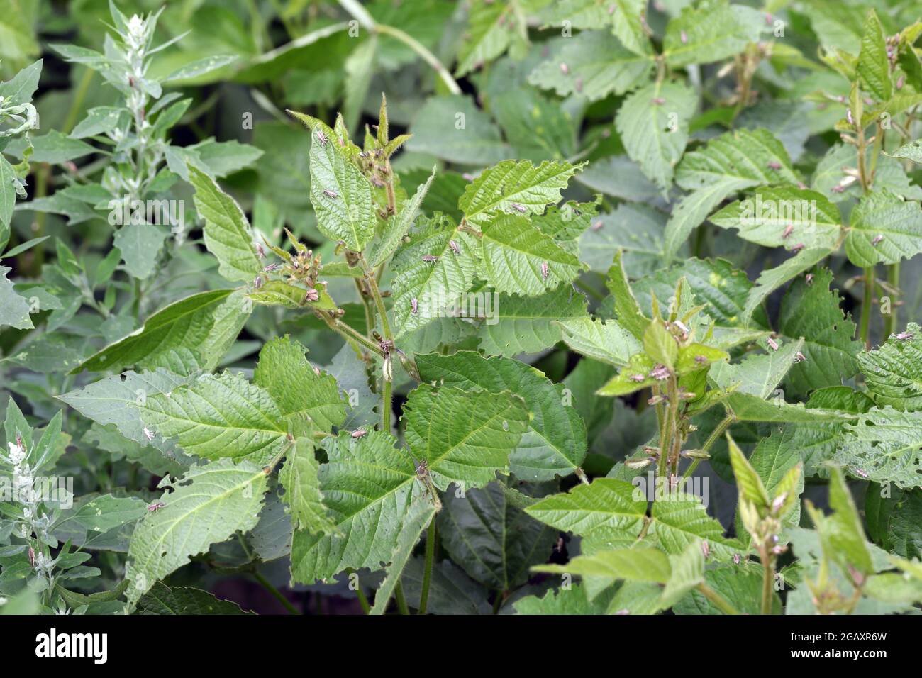 Les plants de soja endommagés par le coléoptère de Lupin - Charagmus ...