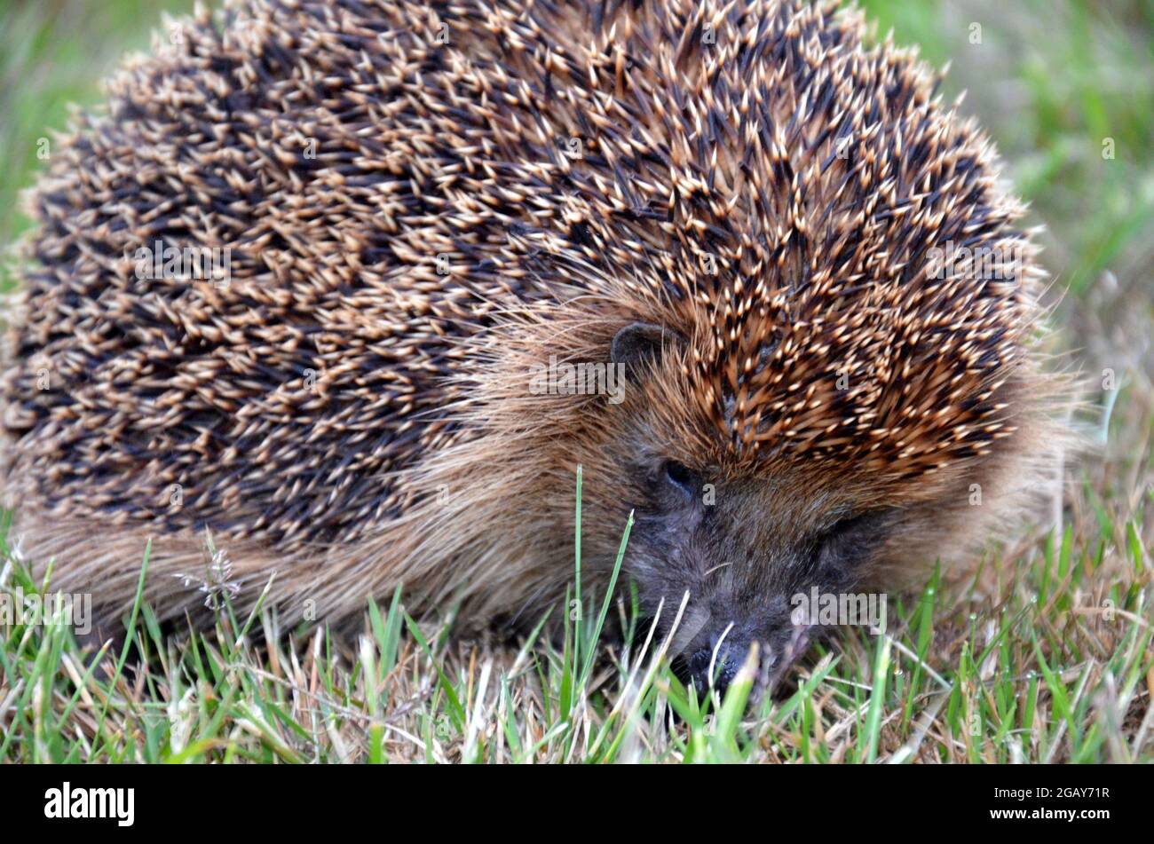 Der igel Banque de photographies et d’images à haute résolution - Alamy