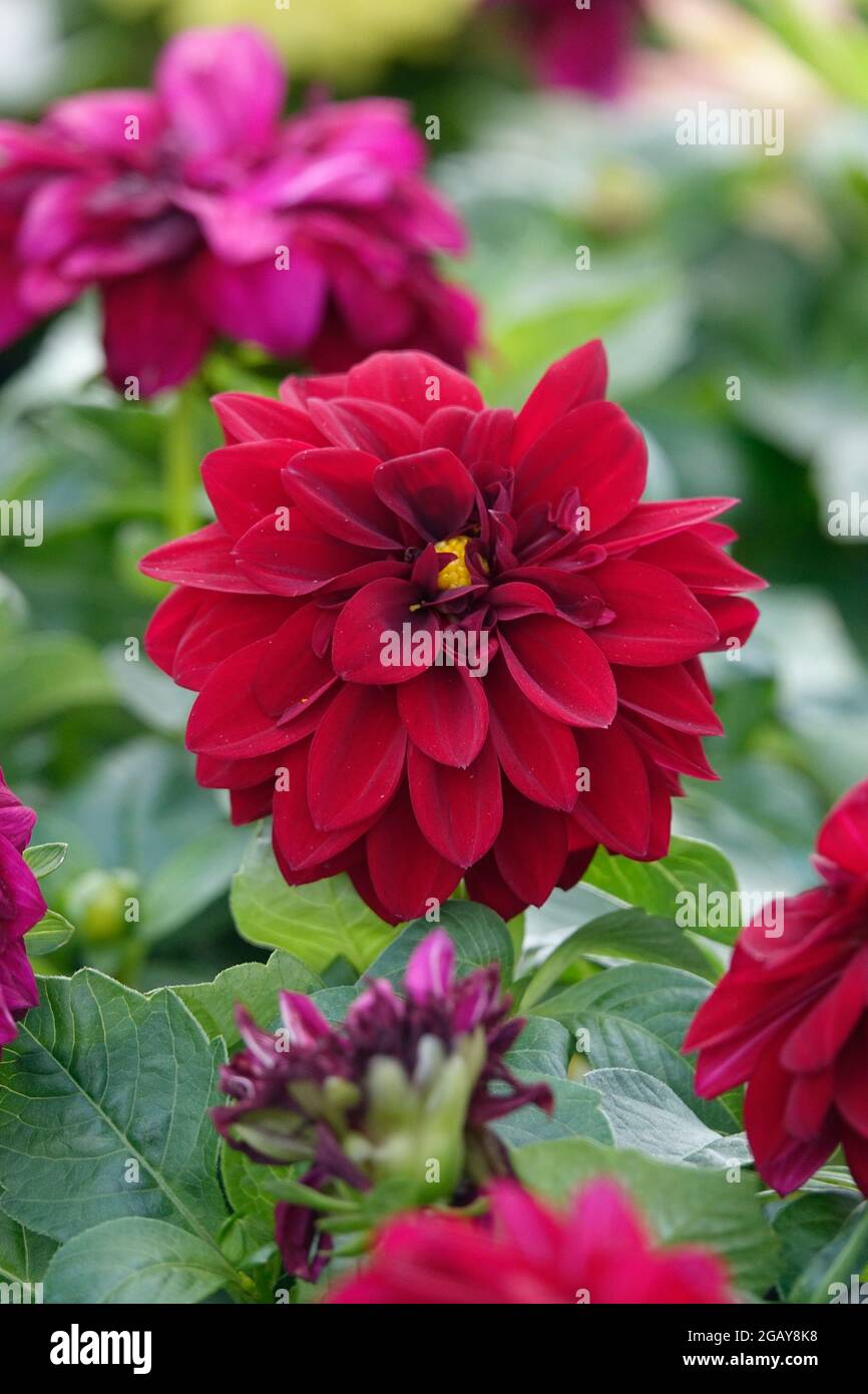 Dahlia labyrinthe rouge Banque de photographies et d’images à haute ...