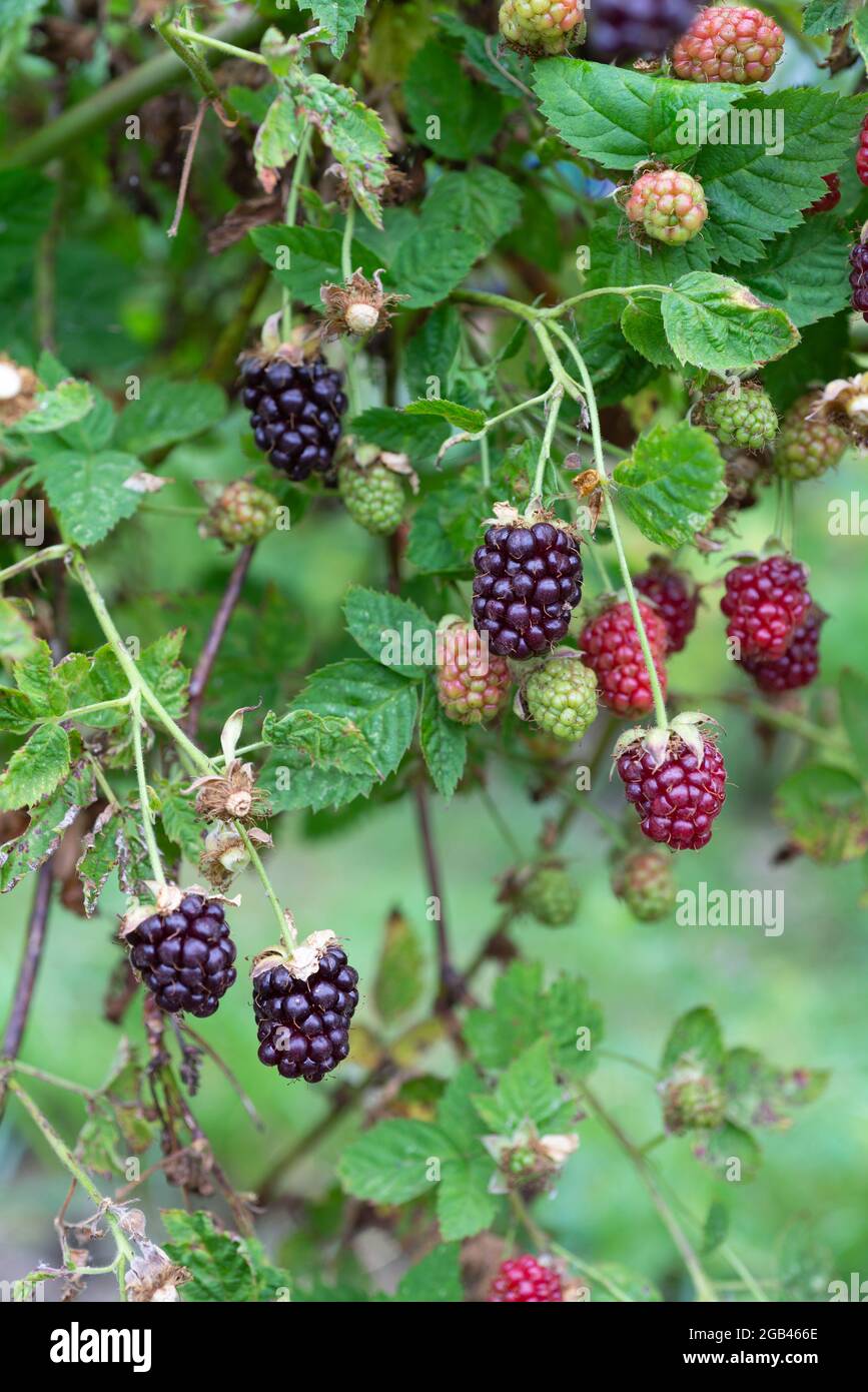 Rubus ursinus x idaeus Banque de photographies et d’images à haute ...