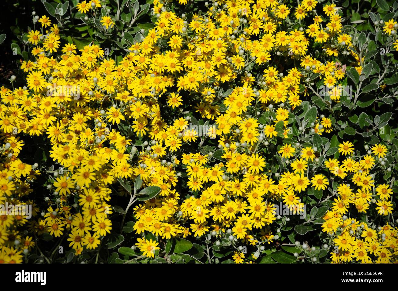 Brachyglottis senecio sunshine Banque de photographies et d’images à ...