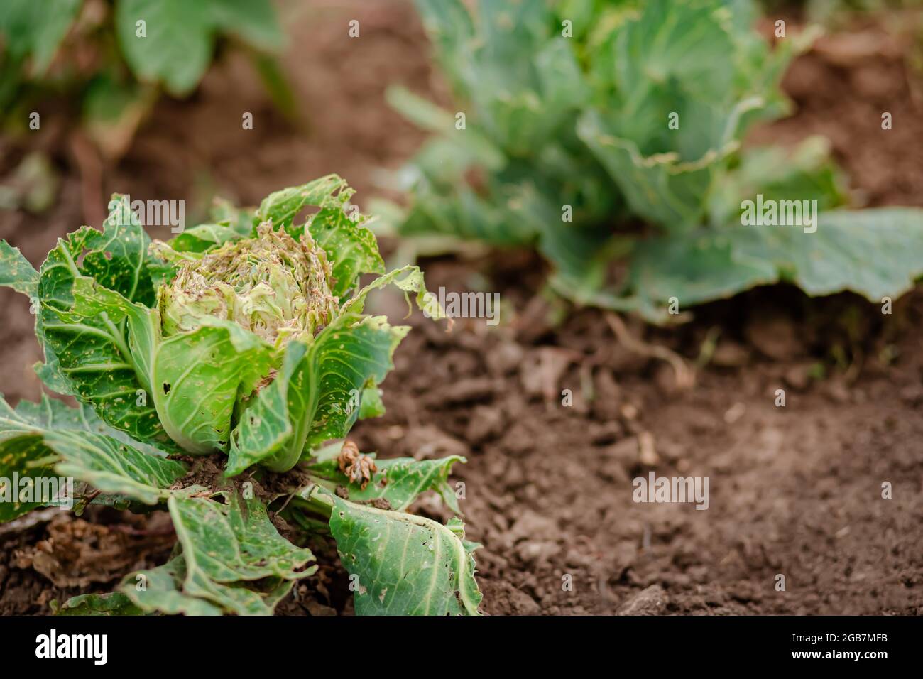 Larves de puces Banque de photographies et d’images à haute résolution ...