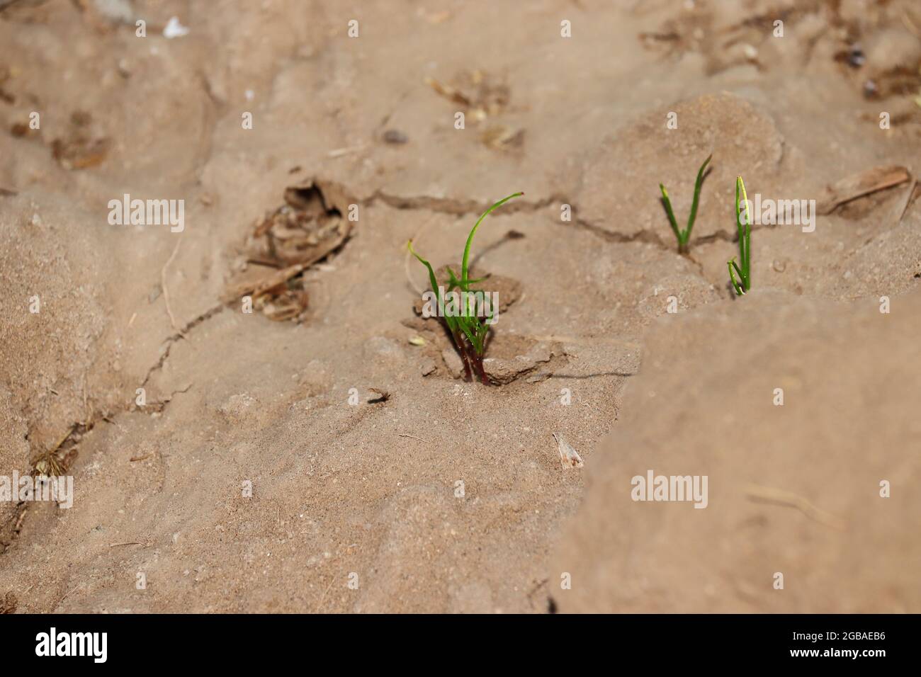 Cumin plant Banque de photographies et d’images à haute résolution - Alamy