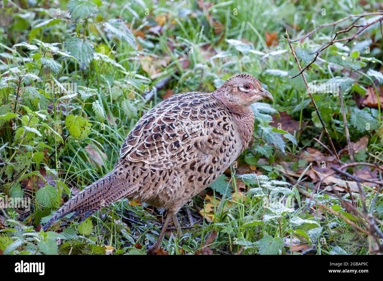 Faisan doré femelle Banque de photographies et d’images à haute ...